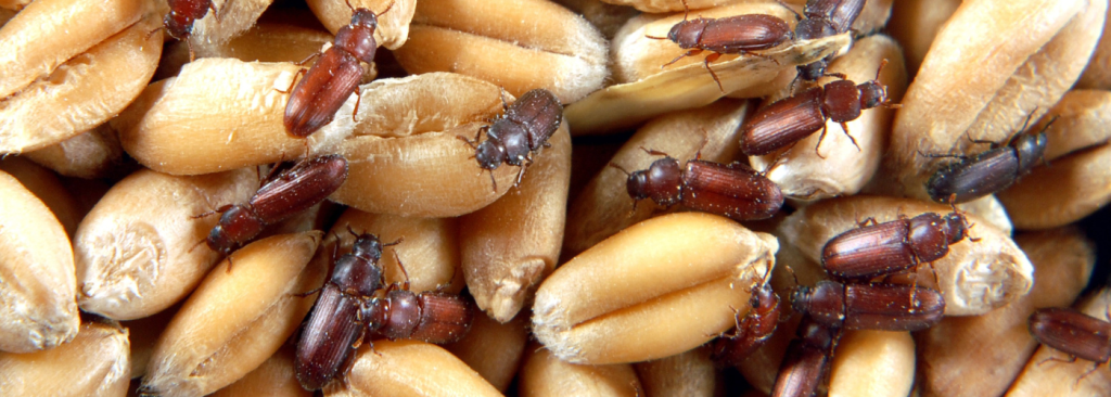 Management of Pests in Stored Grain - GEAPS